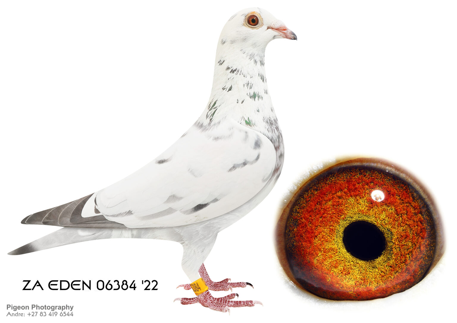 LOT 18 CORRIE NAUDE 2 – ZA 22 EDEN 06384 -SIRE:4883 ZA TRPF 20.Bert De ...