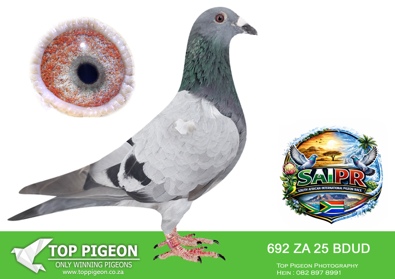 LOT 14 SAIPR SUMMER AUCTION 3 – Team Vision-BDU/D 692 2025*** -SIRE:B ...