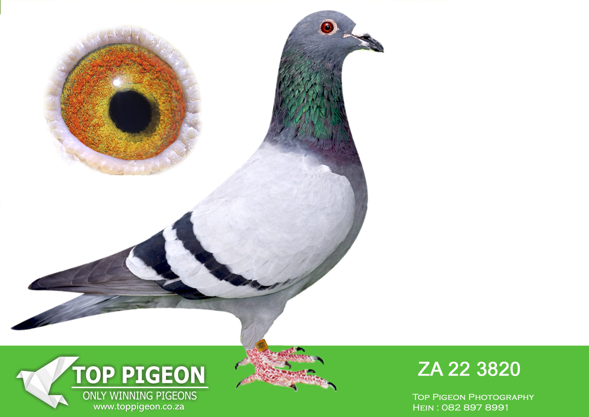 .LOT 5 R500 BARGAIN BOX – ZA 22 3820 (C) – WOUTERS SABLON – BRED FROM ...