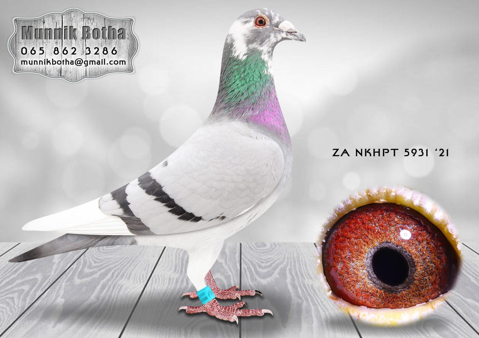 .LOT 6 MUNNIK BOTHA – ZA 21 NKHPT 5931 -SIRE: 00410 ZA 15 (Tom Lock ...